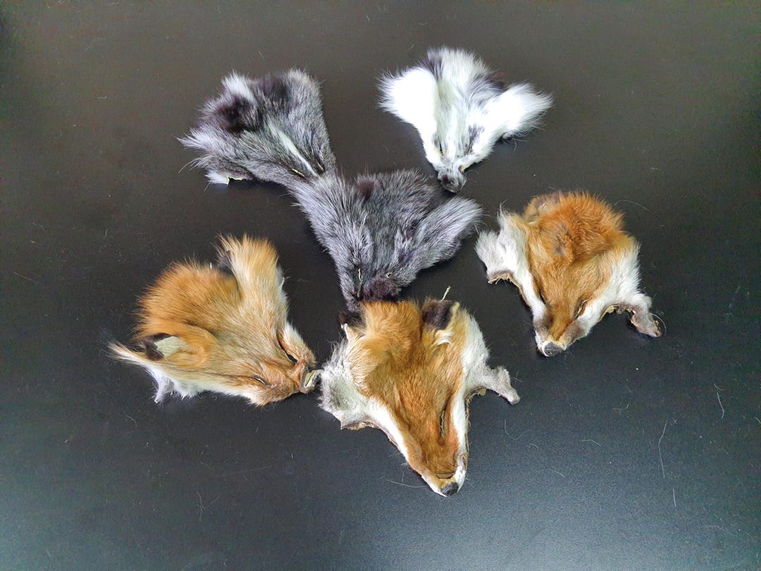 LOT of 6 Fox Face, Medieval Accessories, Viking Accessories, Medieval ...