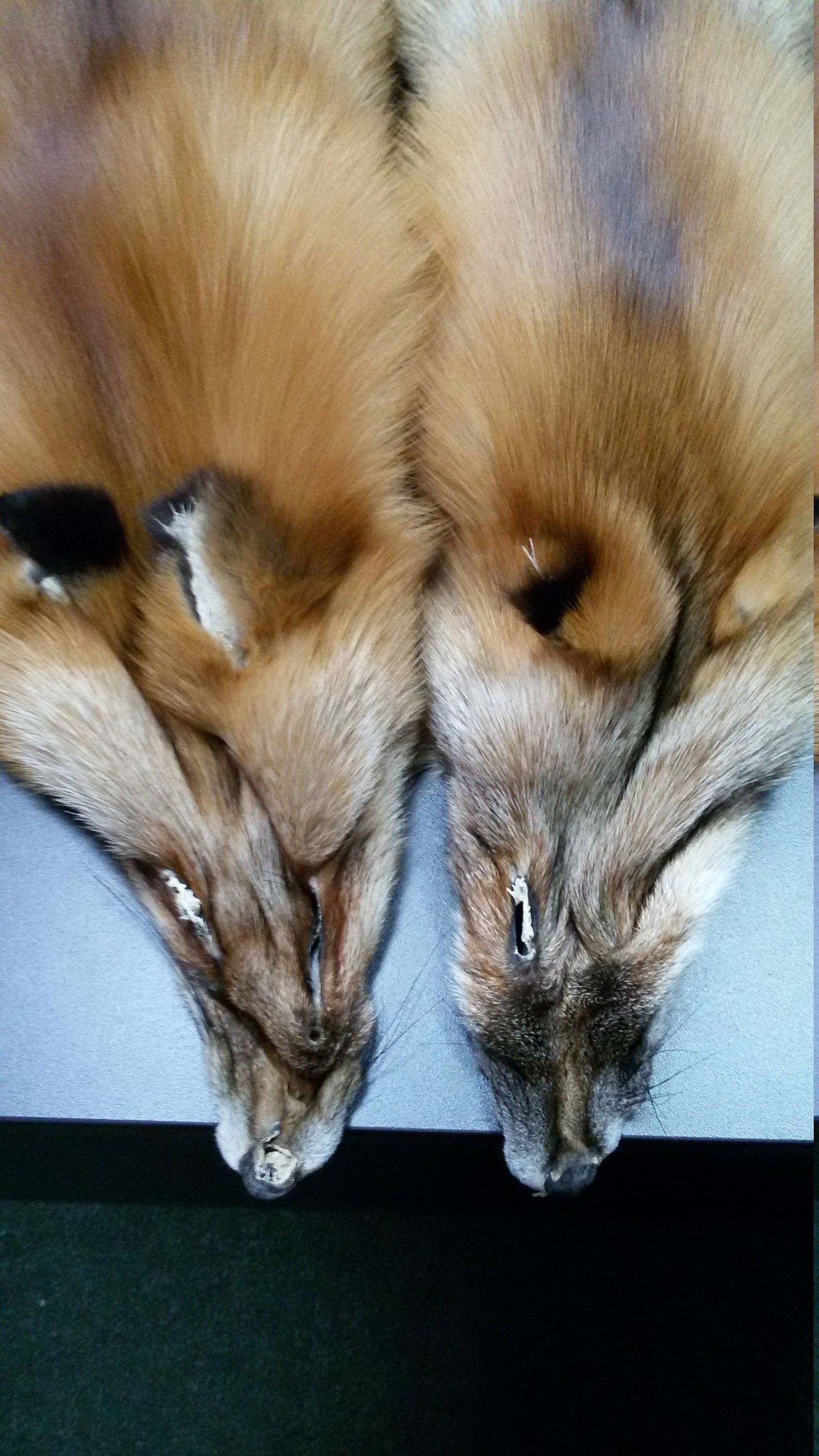 Finnish Saga Foxes, Fox Fur, Real Fur, Saga Fur, Saga Fox, Red Fox, Fox ...