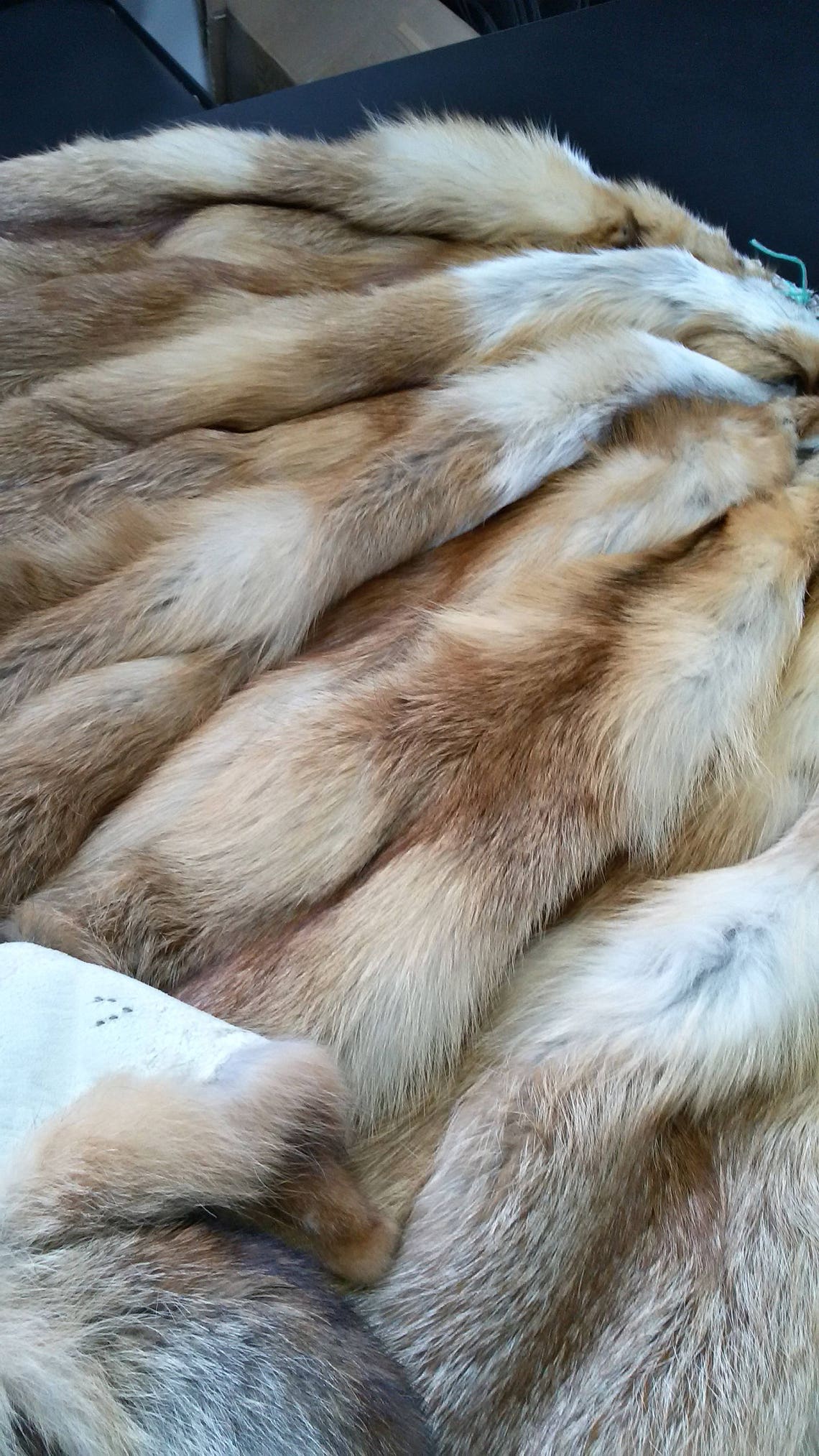 Gold Fox Pelt Fox Pelt Fox Skin Fox Hide Fox Fur Fox - Etsy Australia