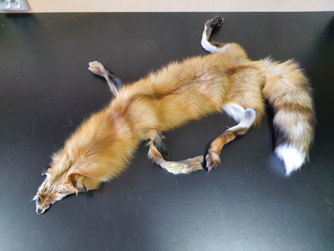 Finnish Gold Fox Pelt With Paws and Claws, Fox Pelt, Fox Skin, Fox Fur ...