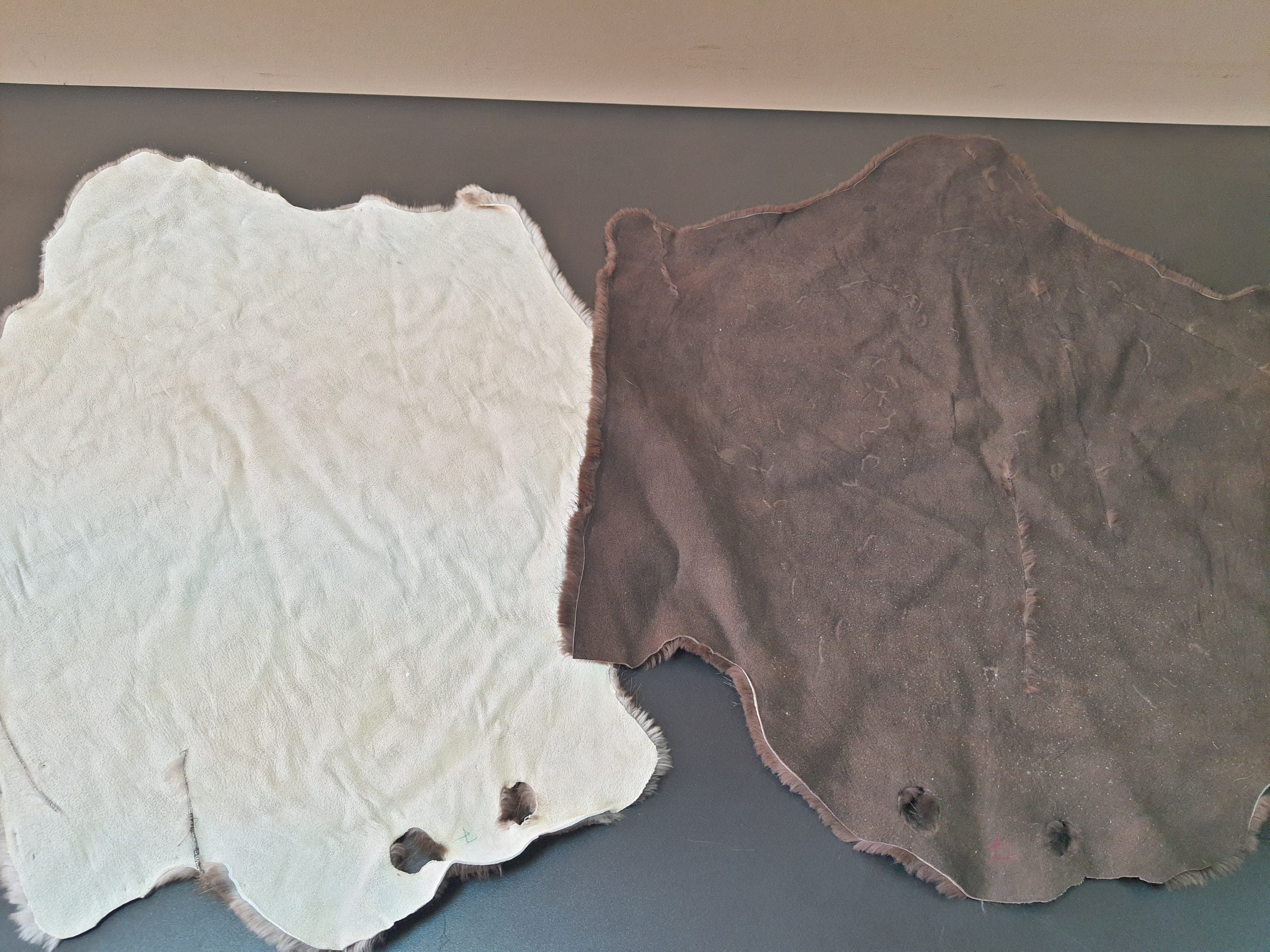 Sheared Beaver Pelt Beaver Fur Real Beaver Fur Beaver Hide | Etsy Canada