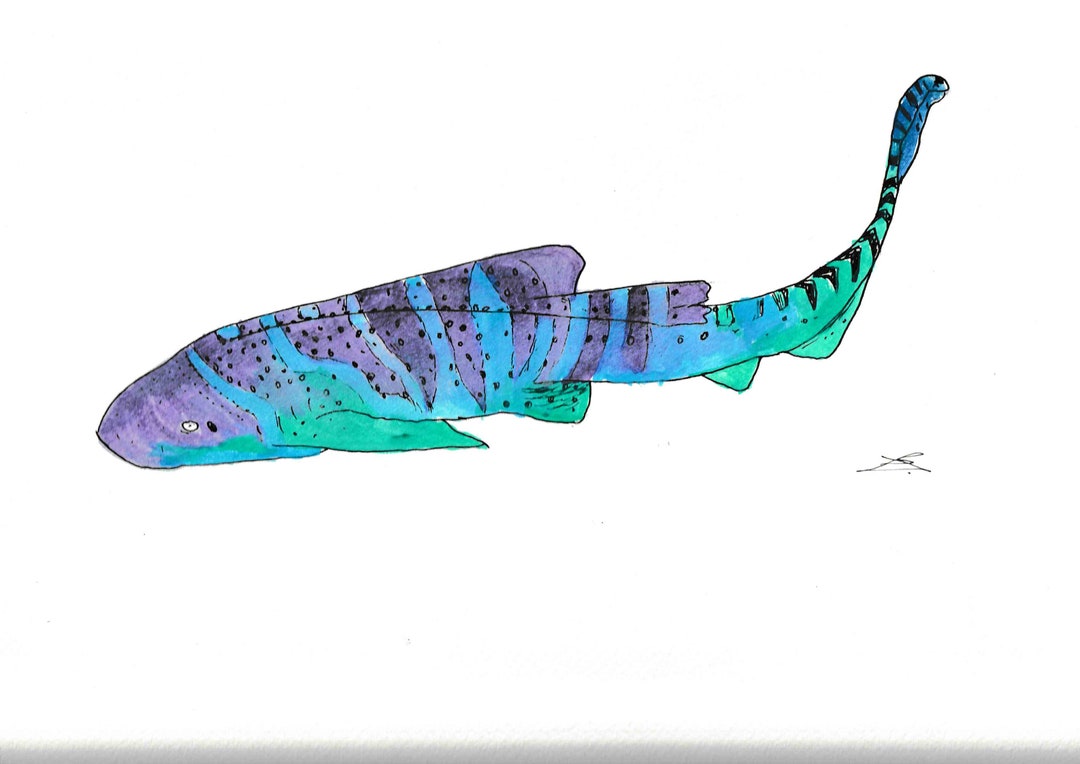 Zebra Shark A3 Print of Watercolour Painting of a Zebra - Etsy