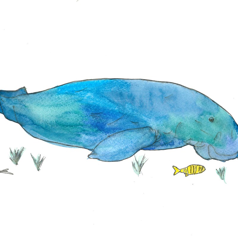 Dugong - Etsy