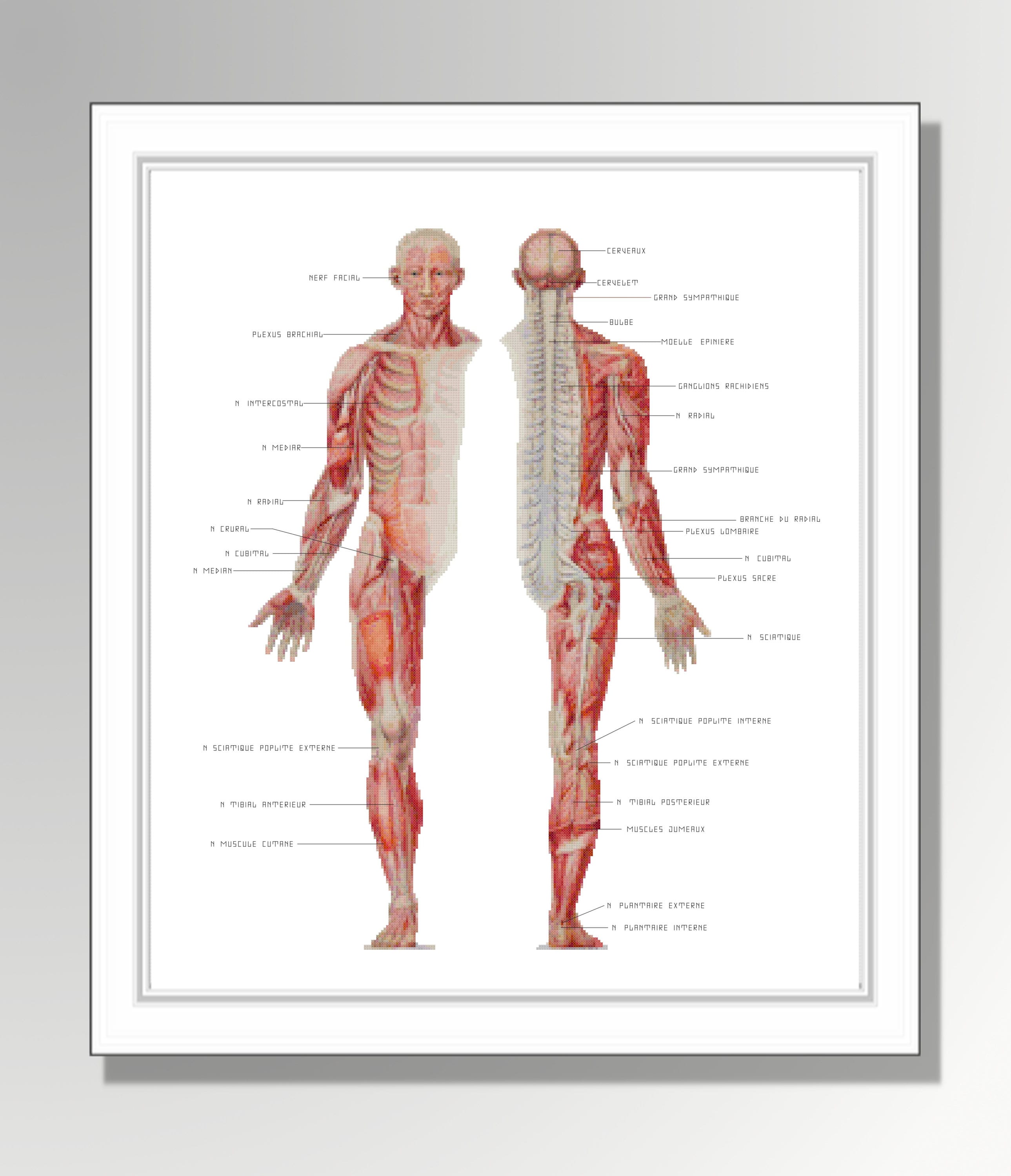 Human Body Muscles Cross Stitch Pattern - Human Body Muscles Names ...