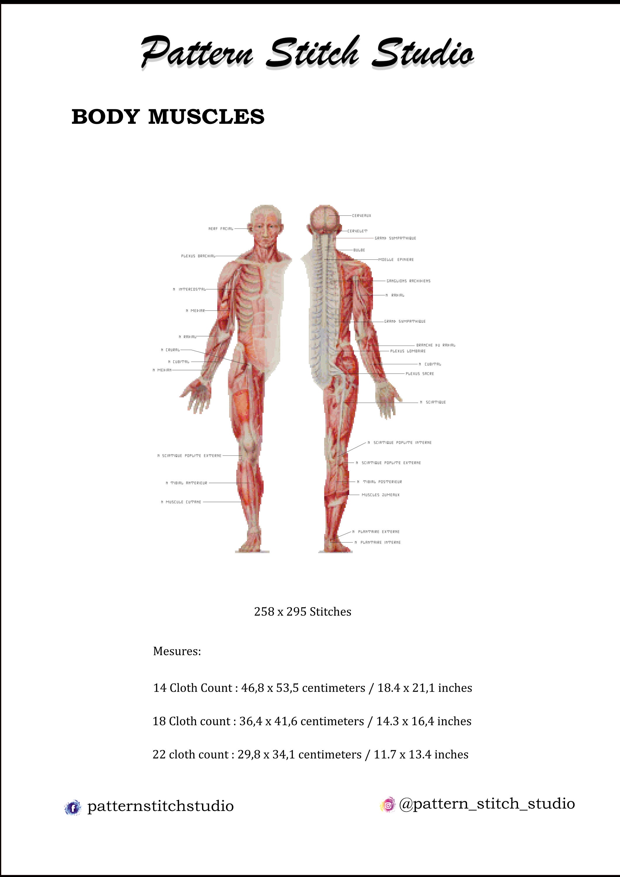 Human Body Muscles Cross Stitch Pattern - Human Body Muscles Names ...