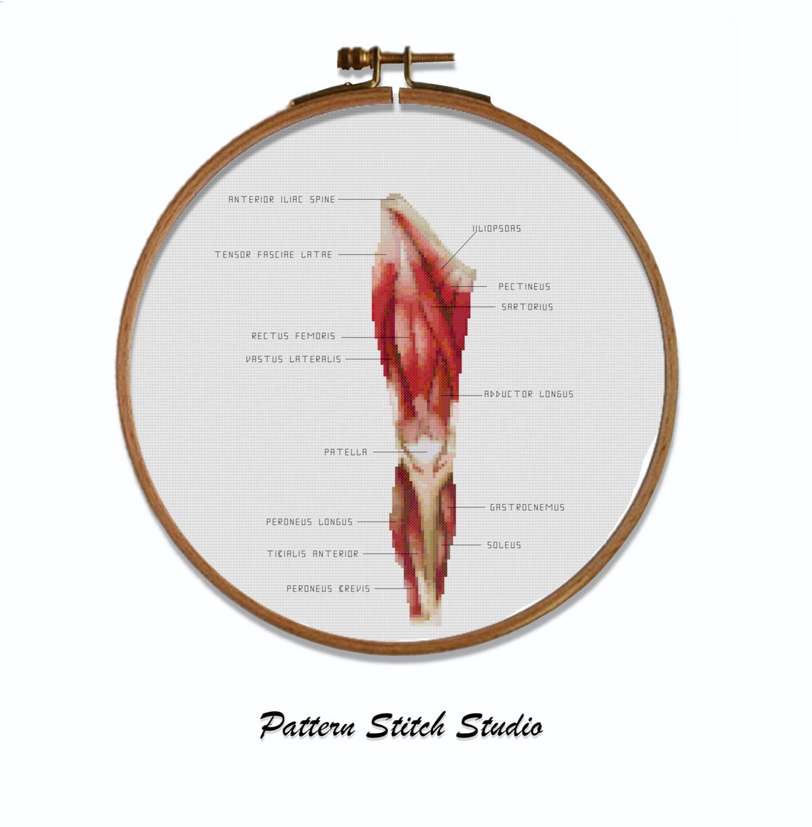 Muscles cross stitch pattern/Front leg muscles cross stitch pattern ...
