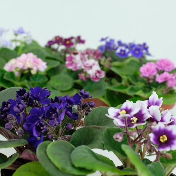 OptiFloraPlants - Etsy