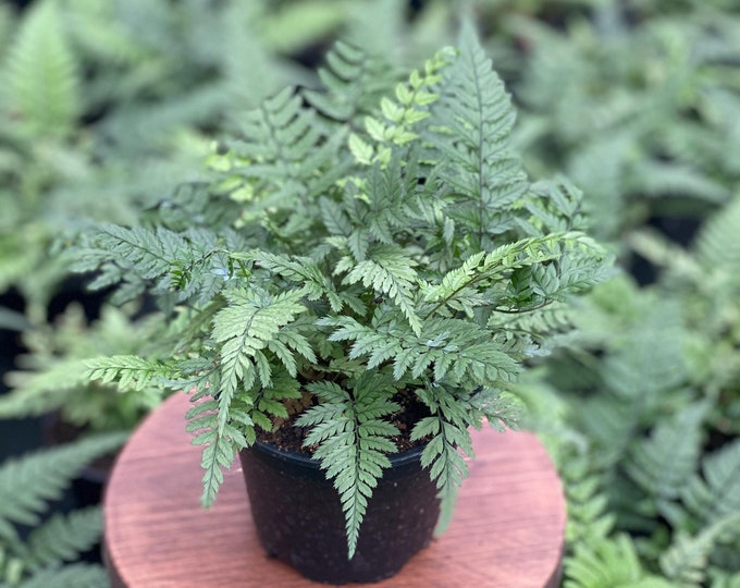 Korean Rock Fern (4" Pot) (polystichum Tsus-simense) - Etsy