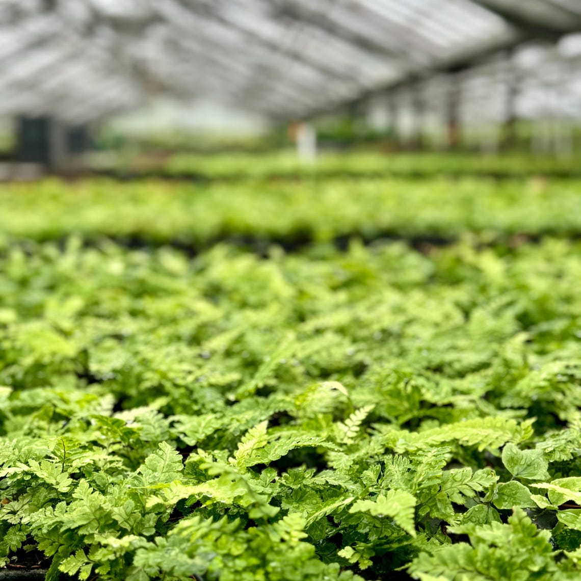 Wholesale Mini Fern Plants (36 Plants) (2" Pots) Terrariums | Fairy ...