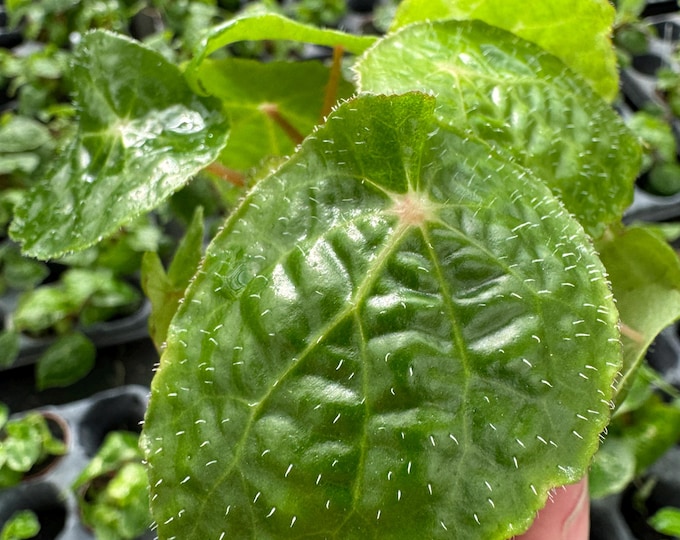 Begonia Paulensis "spider Web Begonia" (2" Pot) (starter Plant) - Etsy