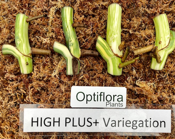 Variegated Monstera Albo Node (1 Node Cutting) | Rooting Hormone Pre ...