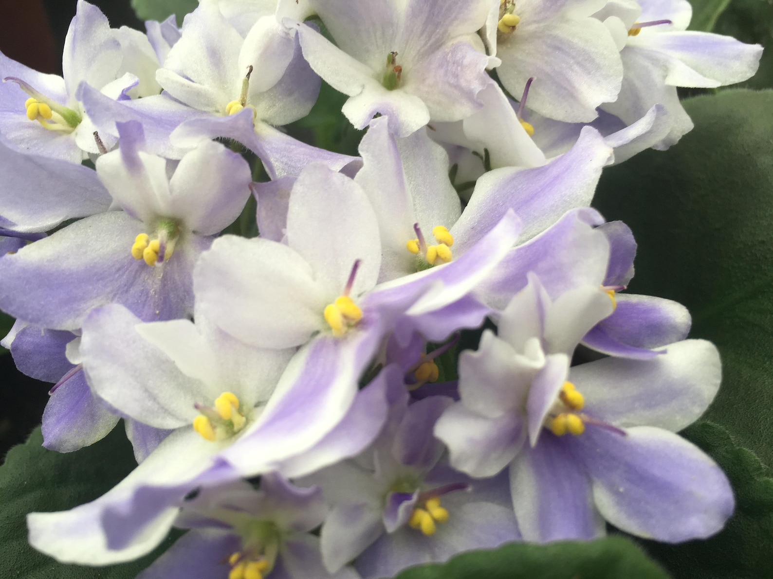 Optimara African Violet Variety Pack 4 Plants 4 Pots - Etsy