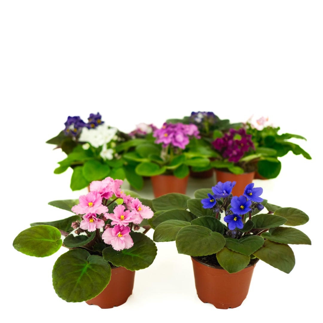 Optimara African Violet Variety Pack (2 Plants) 4" Pot | Assorted ...
