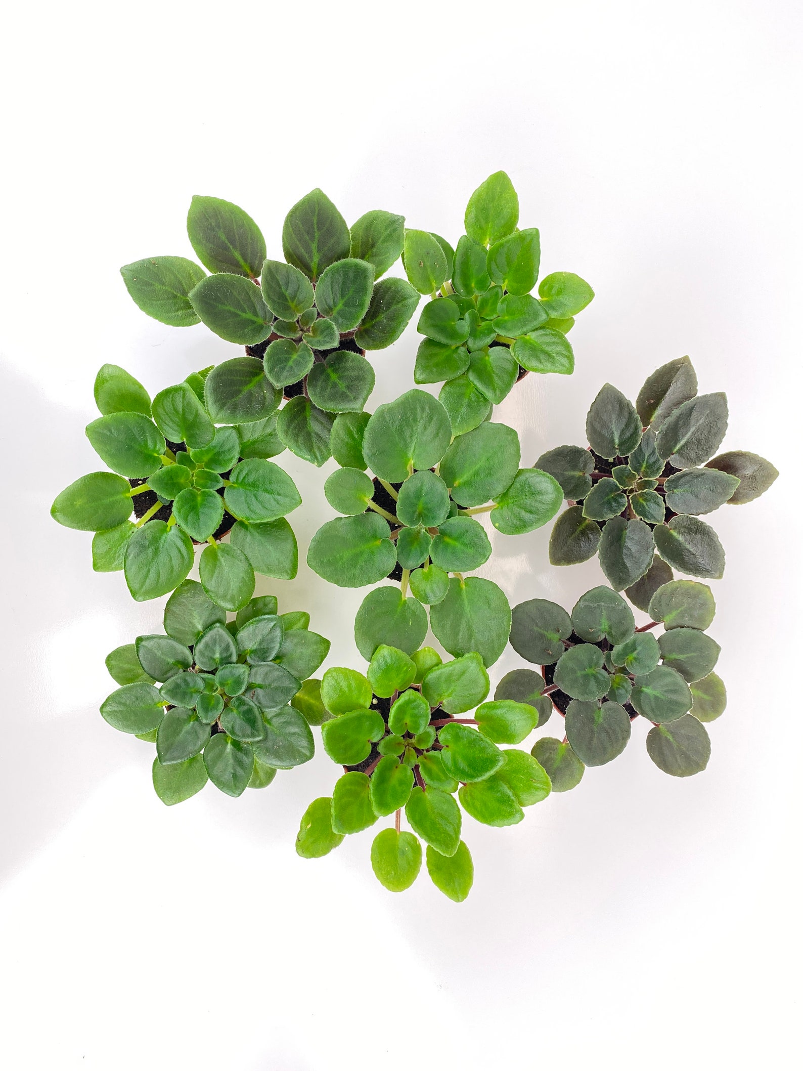 2 Mini African Violets Set 2 Assorted Plants - Etsy