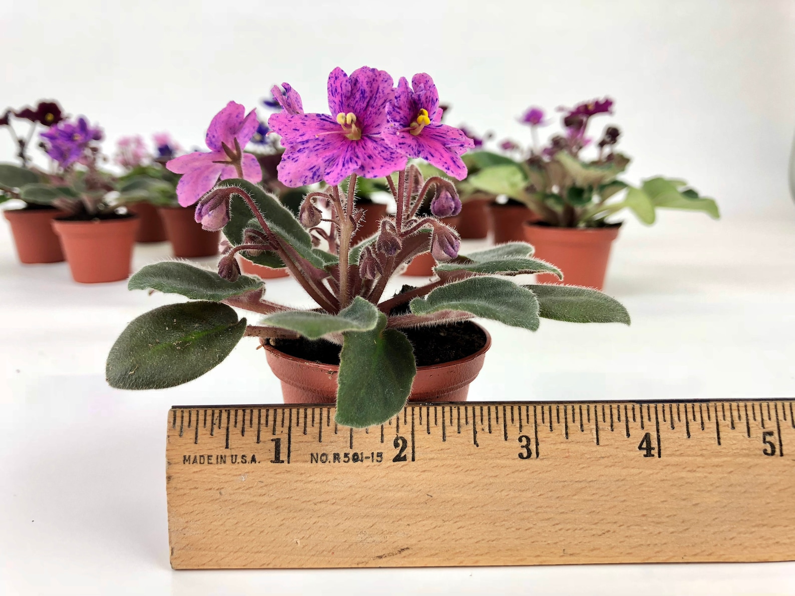 2 Mini African Violets Set 2 Assorted Plants - Etsy