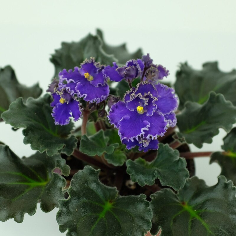 OptiFloraPlants - Etsy