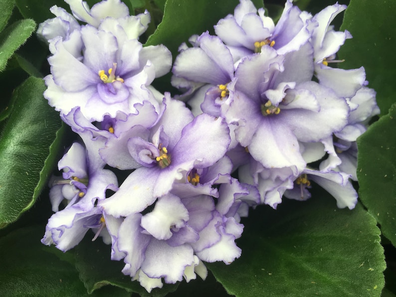 Optimara African Violet Variety Pack (2 Plants) 4" Pot | Assorted ...