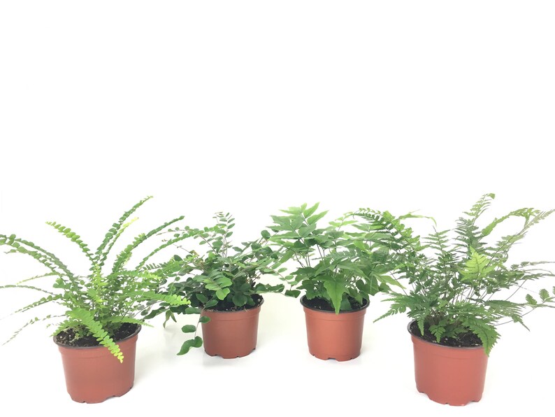 Fern Variety Pack 4 Plants 4 Pots - Etsy