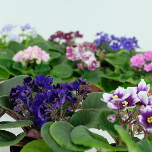 Optimara African Violet Variety Pack (4 Plants) 4" Pots - Etsy