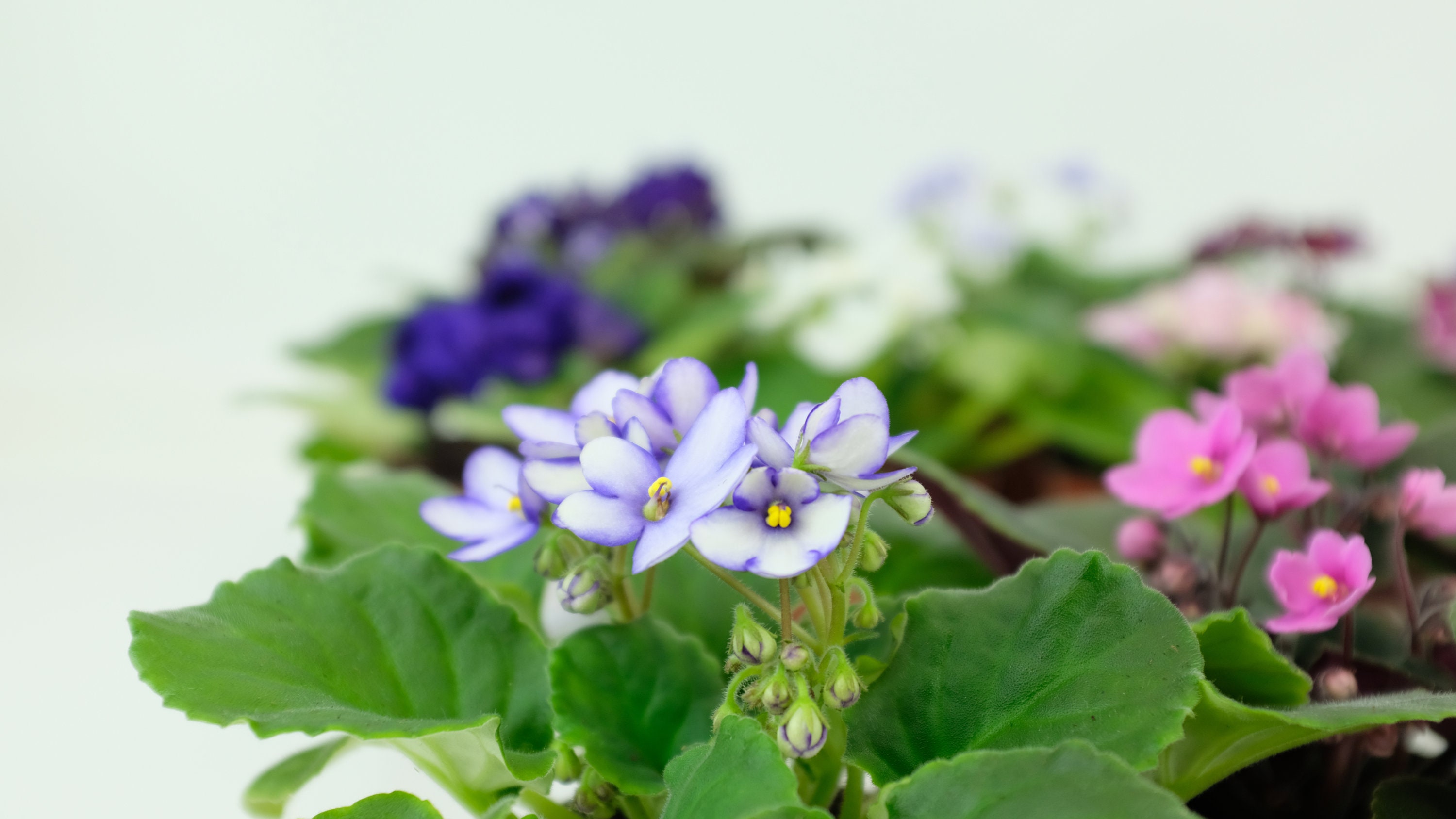 Optimara African Violet Variety Pack (2 Plants) 4" Pot | Assorted ...