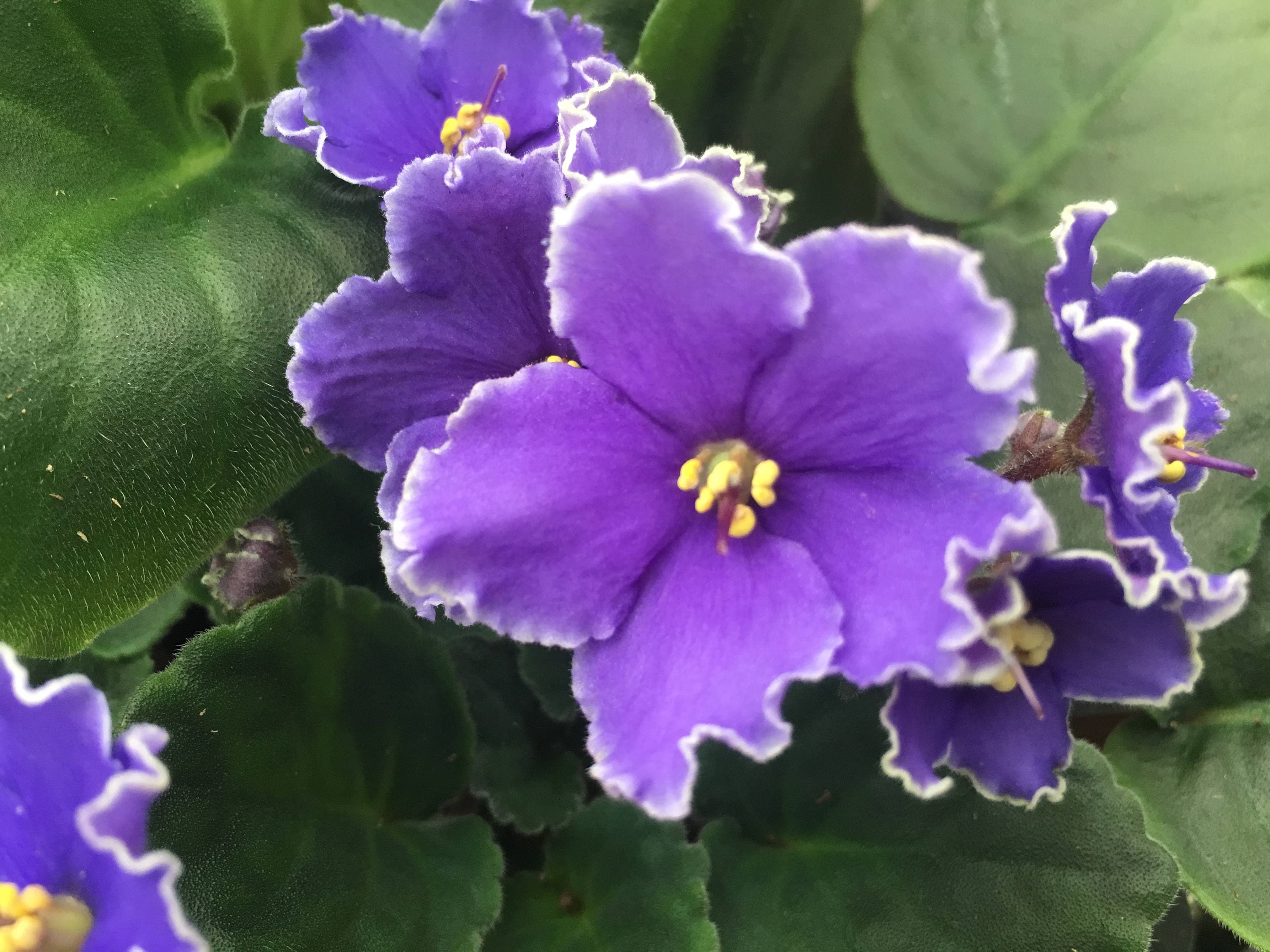 Optimara African Violet Variety Pack (2 Plants) 4" Pot | Assorted ...