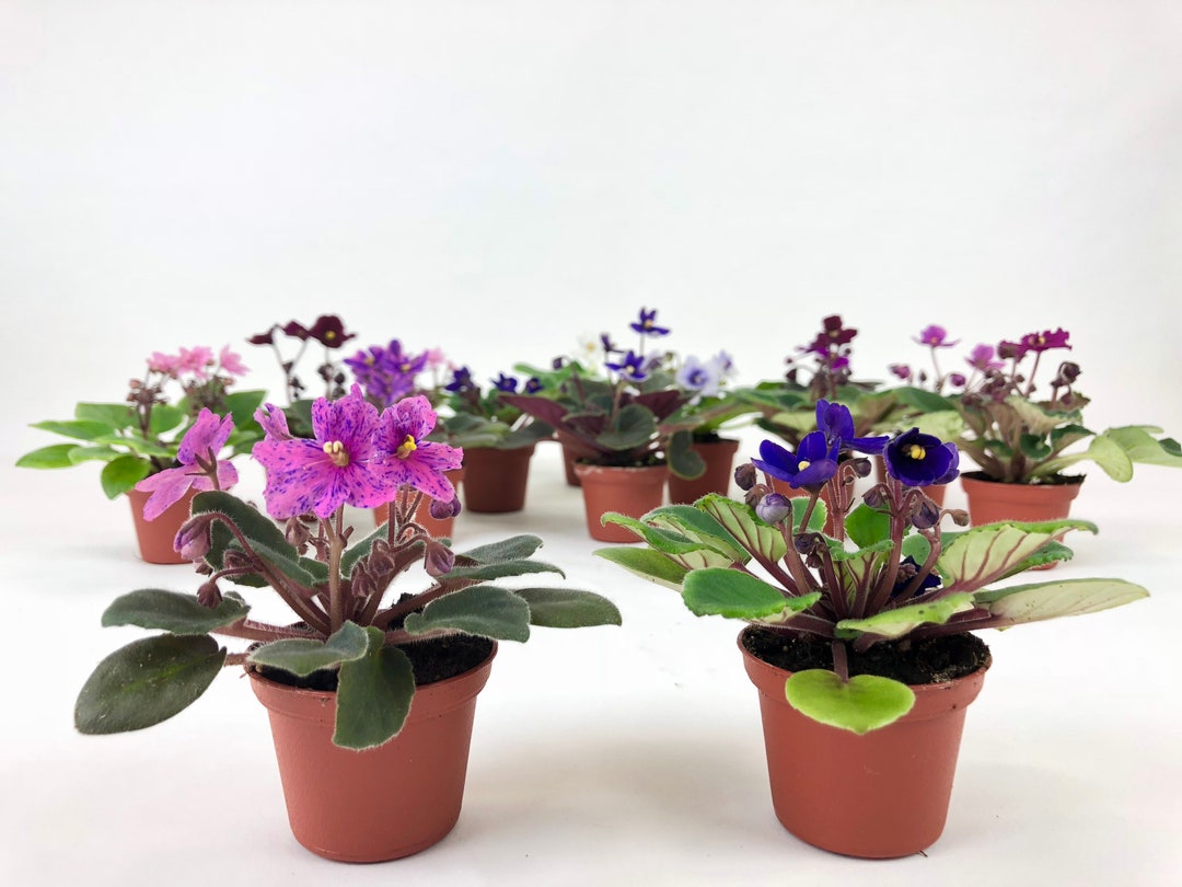 2" Mini African Violets Set (2 Assorted Plants) - Etsy