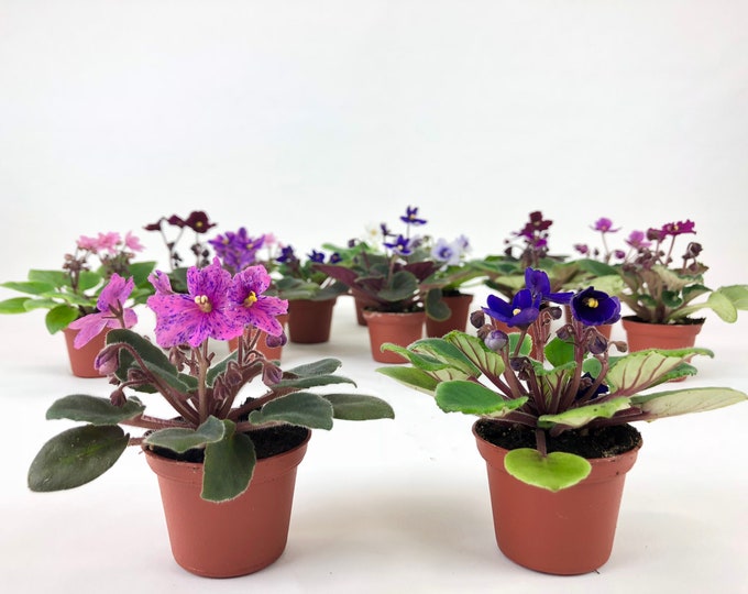 2 Mini African Violets Set 2 Assorted Plants - Etsy