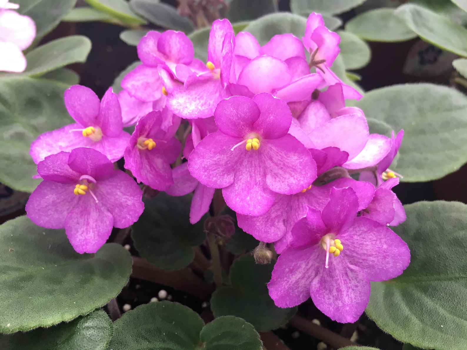 Optimara African Violet Variety Pack 4 Plants 4 Pots - Etsy
