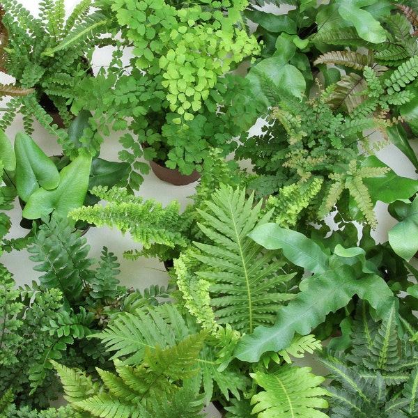 Ferns - Etsy