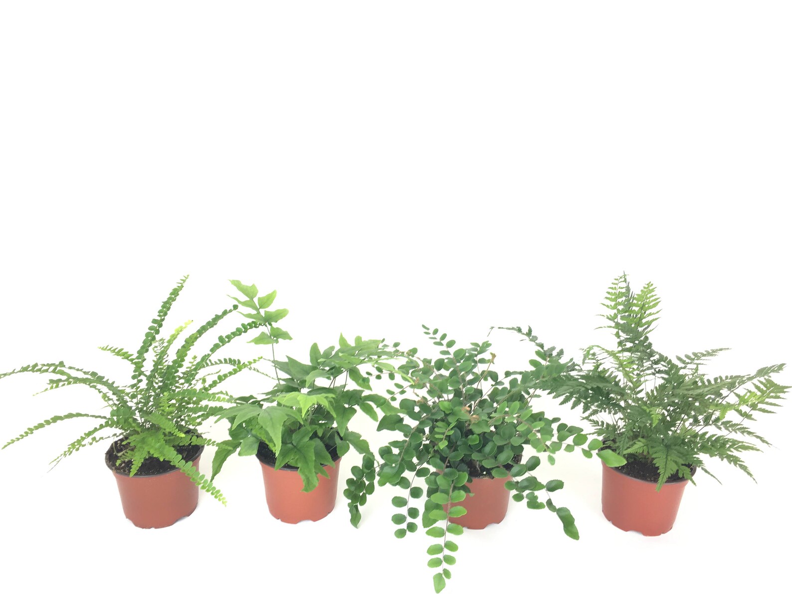 Fern Variety Pack 4 Plants 4 Pots - Etsy
