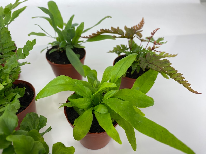 Wholesale Mini Fern Plants (36 Plants) (2" Pots) Terrariums | Fairy ...