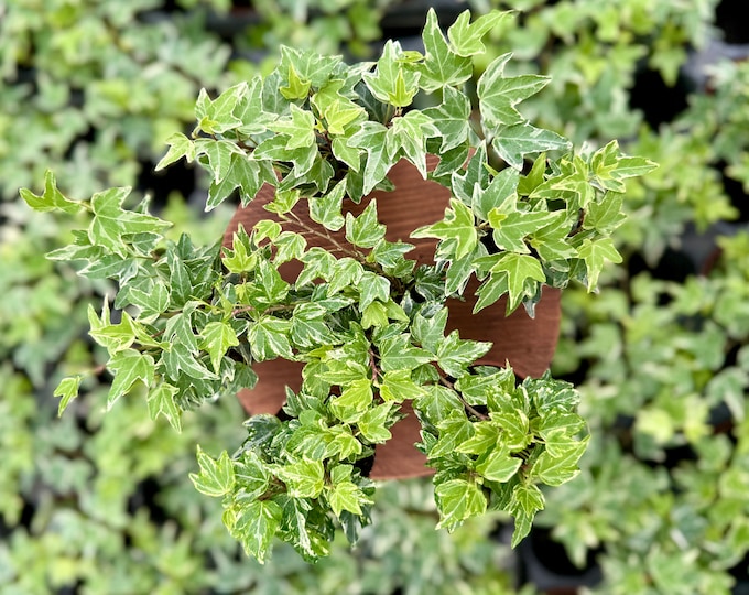 Miniature Abundance English Ivy - 2.5" Pot - Terrarium/fairy Garden ...