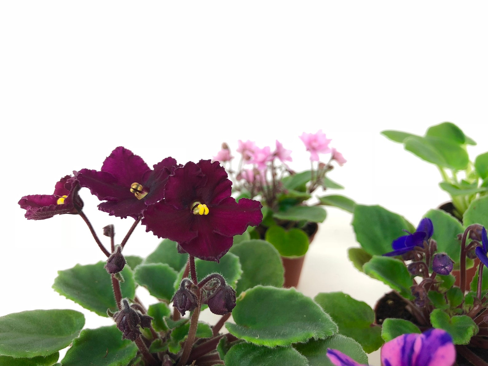 2 Mini African Violets Set 2 Assorted Plants - Etsy