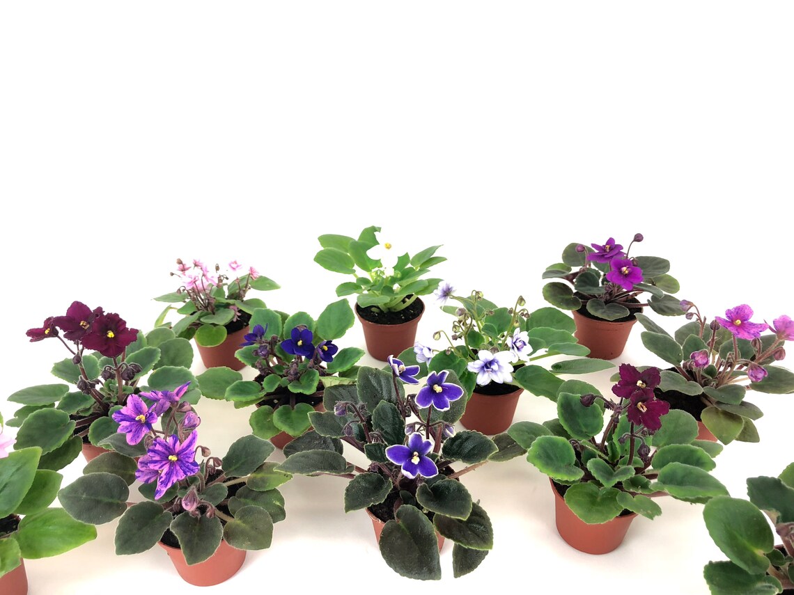 2 Mini African Violets Set 2 Assorted Plants - Etsy