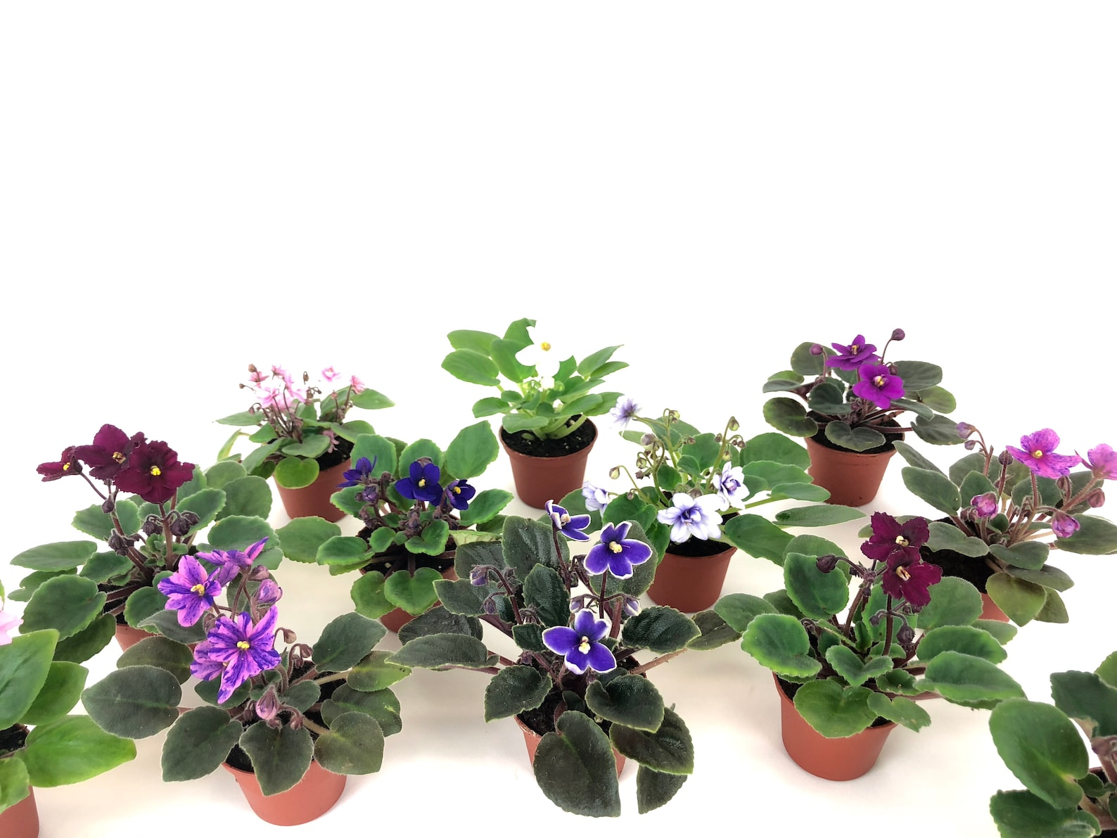 2 Mini African Violets Set 2 Assorted Plants - Etsy