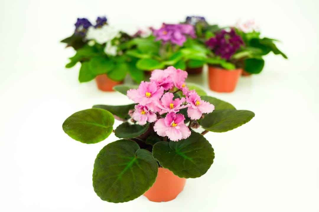 Optimara African Violet (1 Plant) 4" Pot | Assorted Varieties| Grower's ...