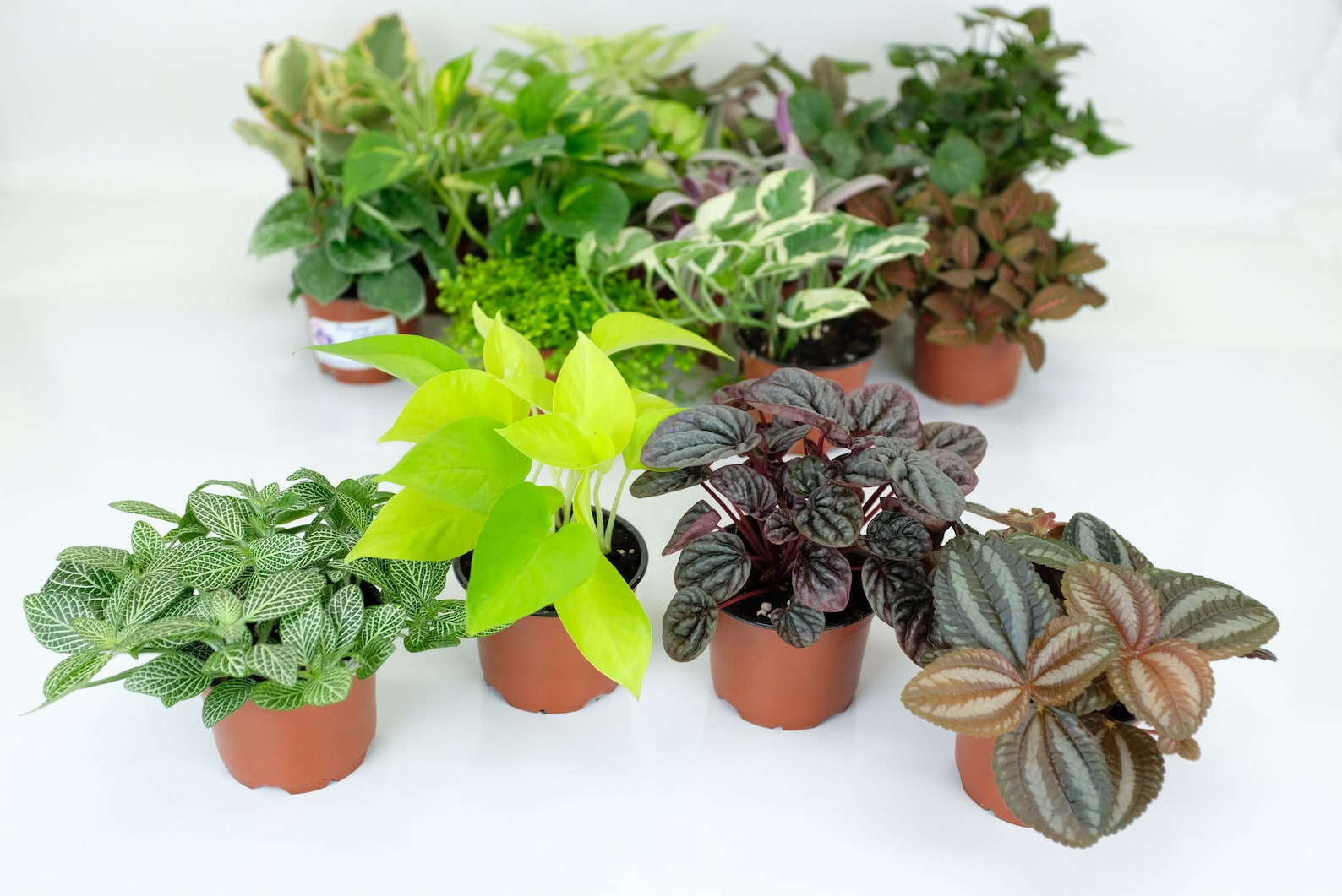 Houseplant Variety Pack 4 Plants 4 Potseasy Care | Etsy