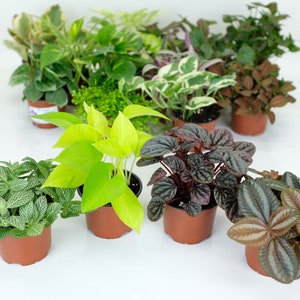 Houseplant Variety Pack (4 Plants) (4" Pots)*easy Care *assorted ...
