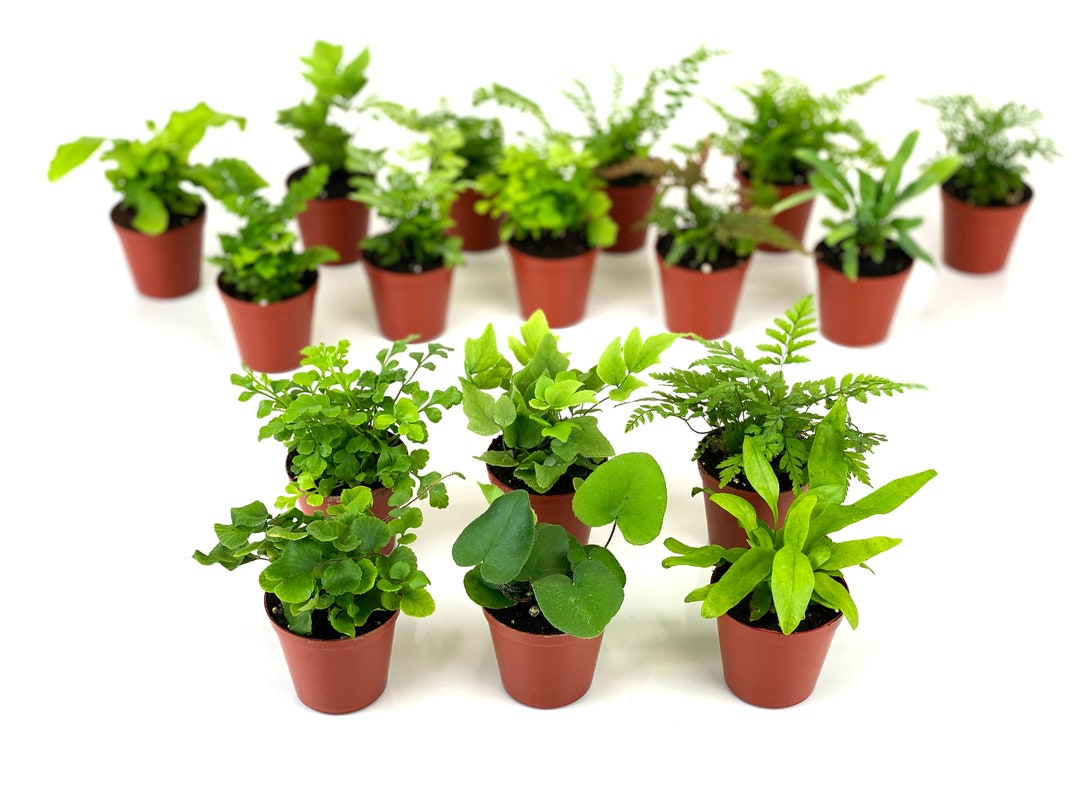 Mini Fern Plants (6 Plants) (2" Pots) Terrariums | Fairy Gardens ...