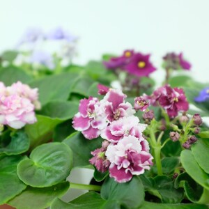 Optimara African Violet Variety Pack (4 Plants) 4" Pots - Etsy