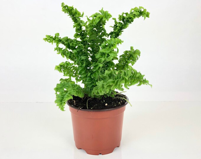 Emina *dragontail Fern* (4" Pot) (boston Fern) (nephrolepis Exaltata ...