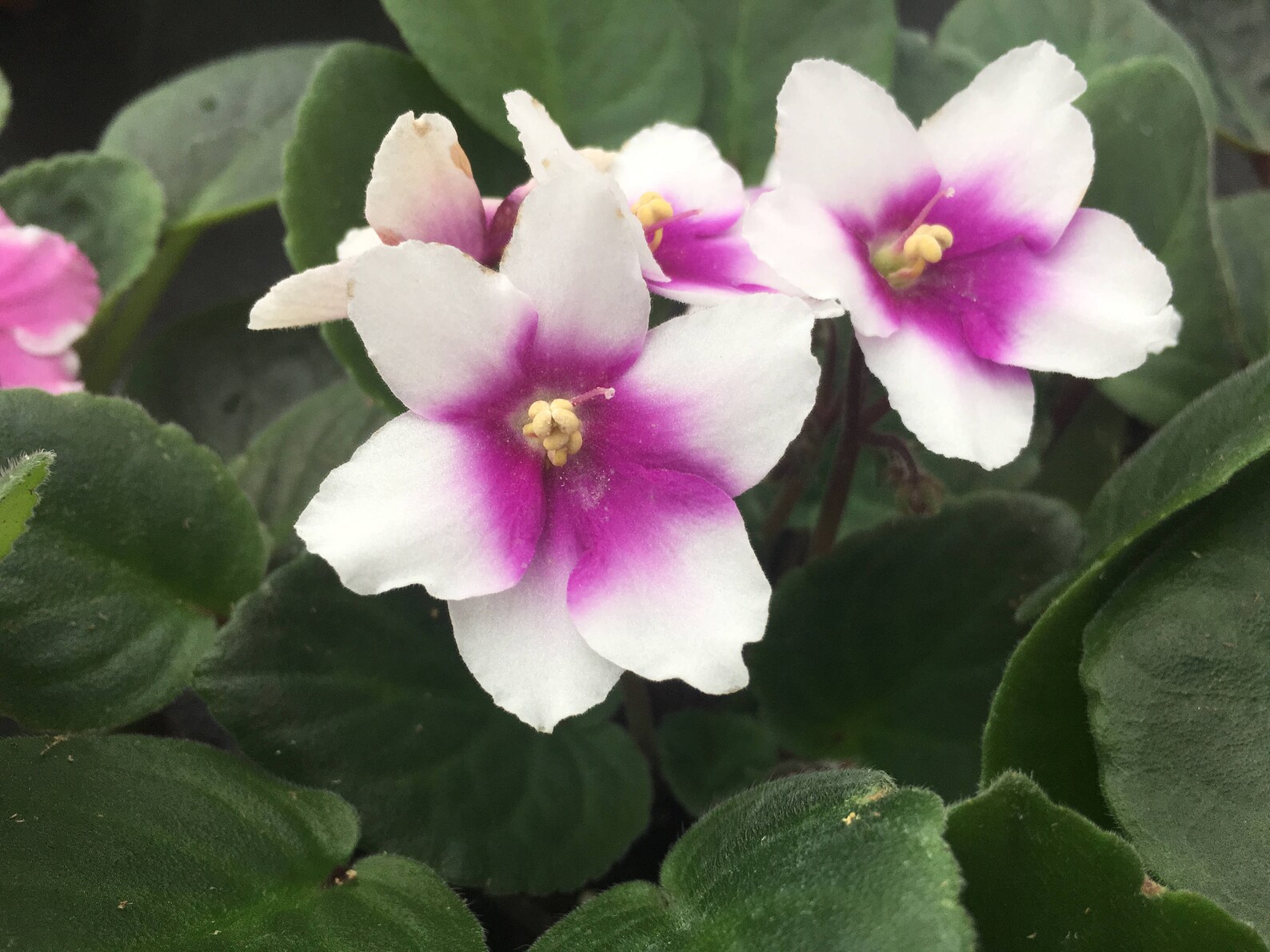 Optimara African Violet Variety Pack 4 Plants 4 Pots - Etsy