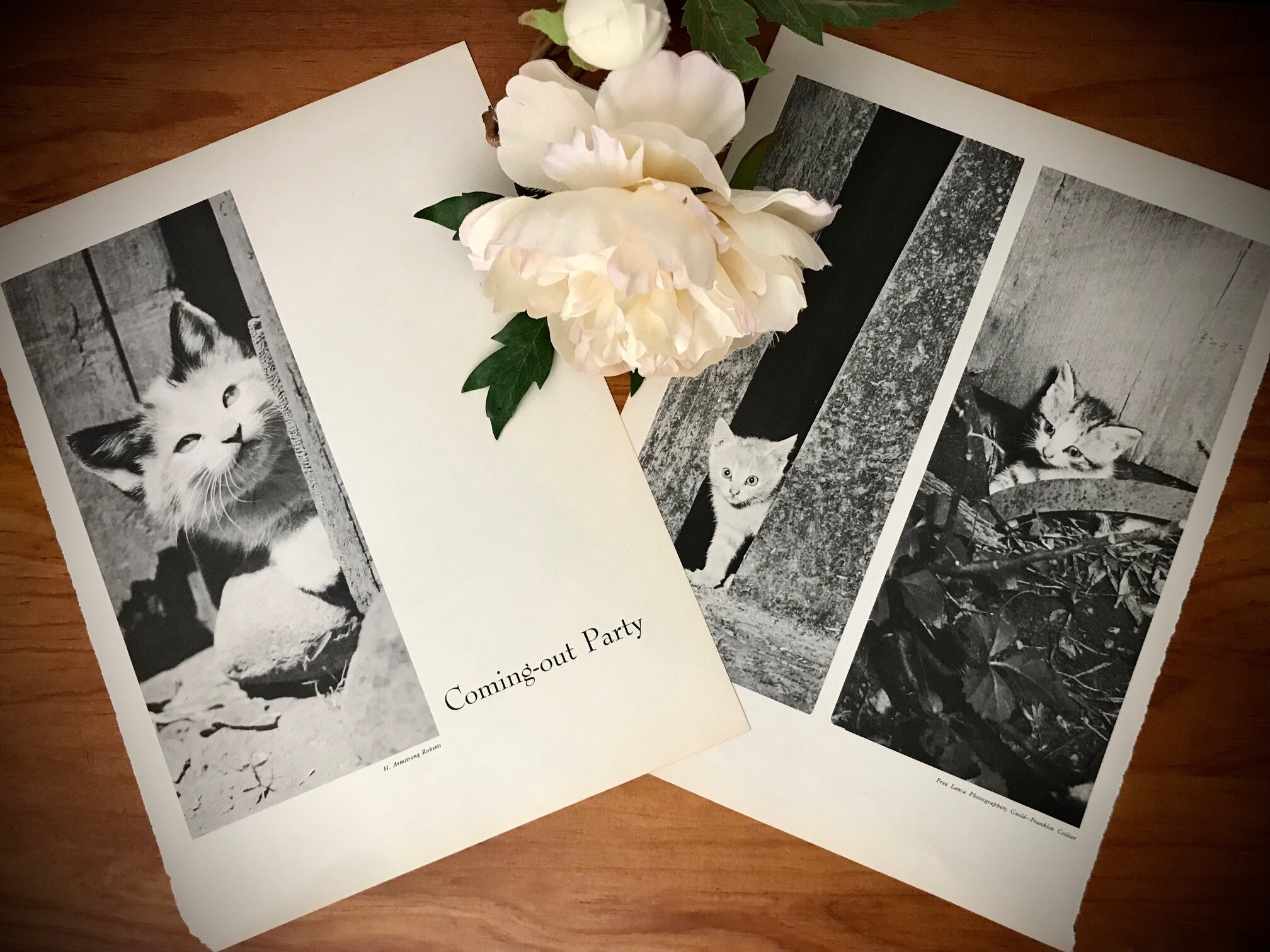 1950s Two Book Pages Cats Kittens Siamese Double Sided Different Image ...