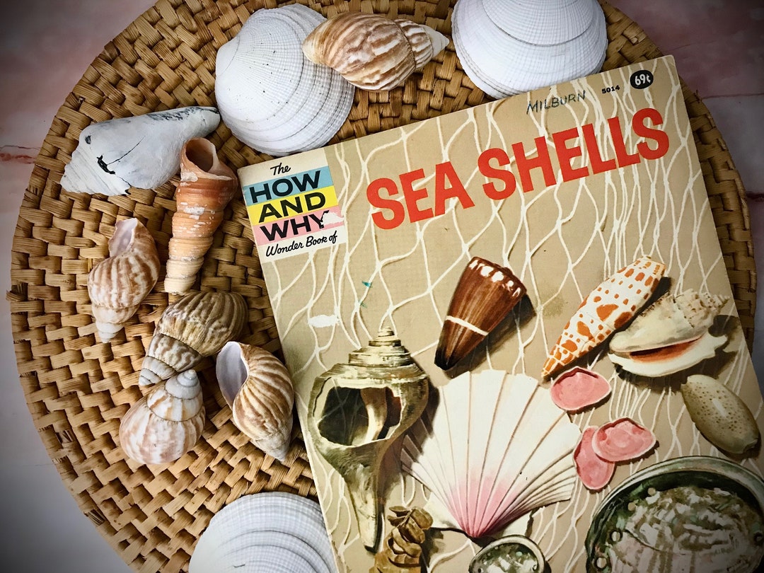 1972 the How and Why Wonder Book of Seashells - Etsy