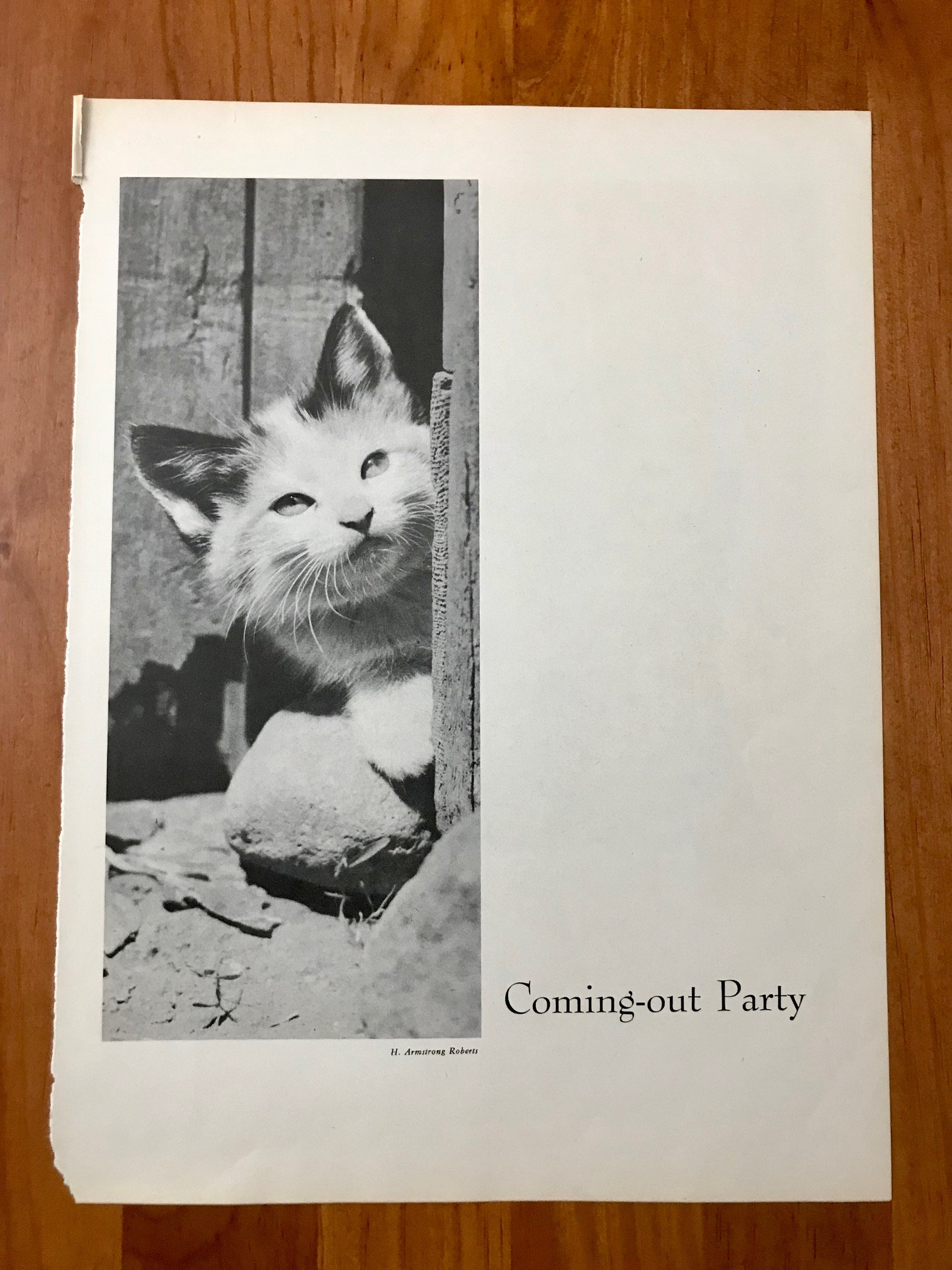 1950s Two Book Pages Cats Kittens Siamese Double Sided Different Image ...