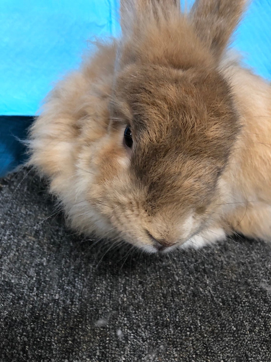 Angora Rabbit Fiber Red - Etsy