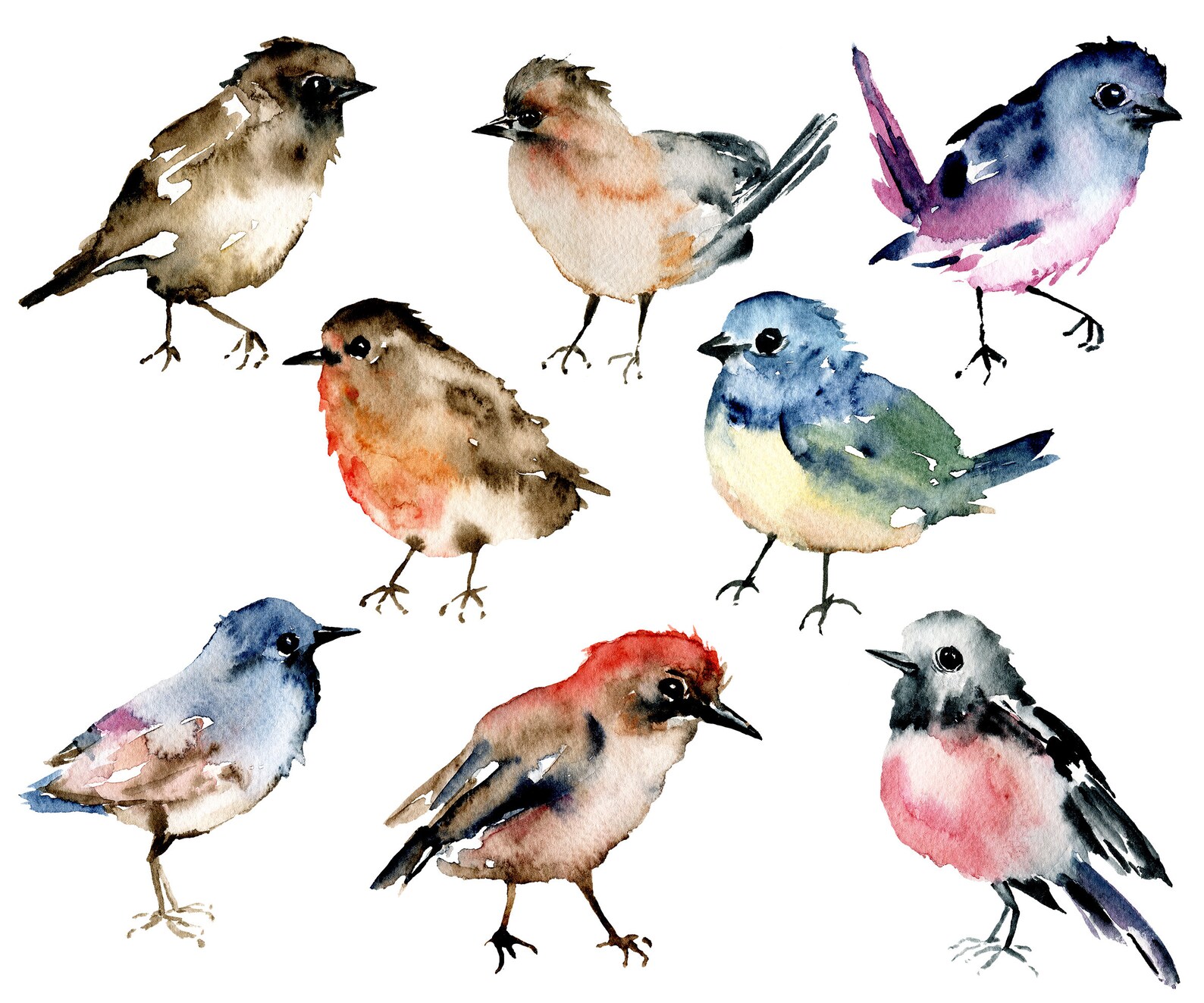 Birds Watercolor Clipart Set Aquarelle Clipart / Drawing | Etsy UK