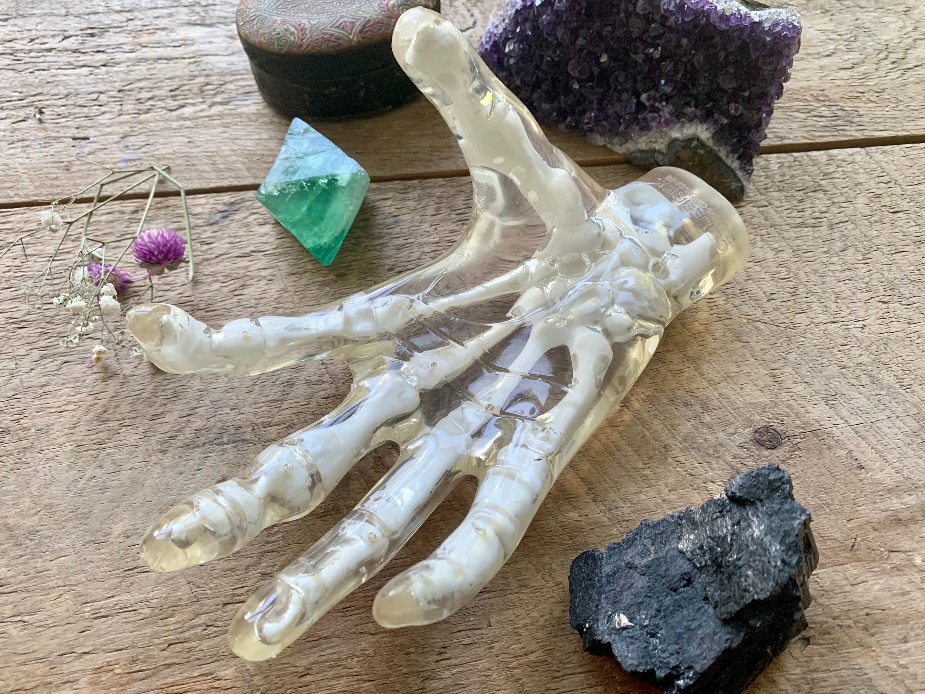 Taxidermy & Curiosities Home & Living Goya Oil Paint on Falabella Skull ...