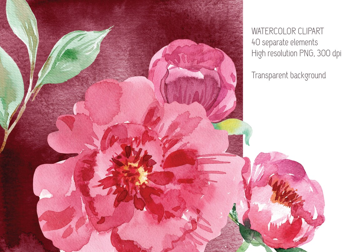 Watercolor Peonies Clipart | Watercolour Flowers Clip Art Set | Digital ...