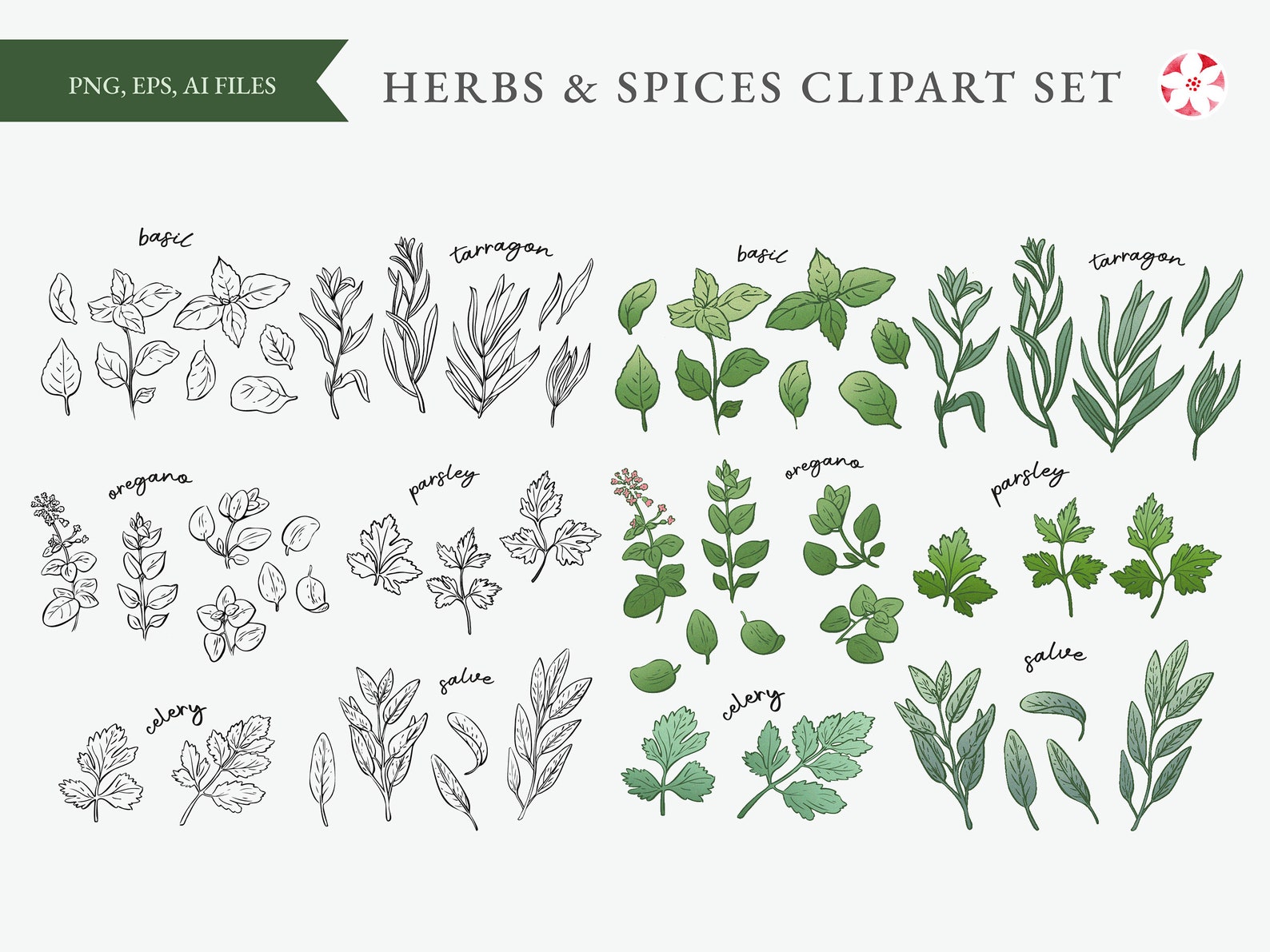 Herbs and Spices Clipart Set Botanical Illustration Plants - Etsy